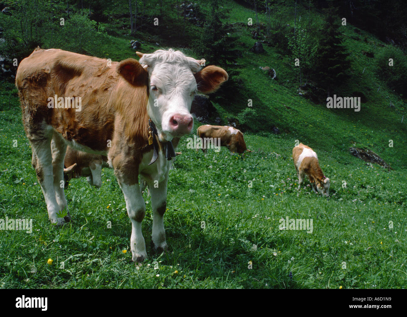 BEEF COW grazes in the INTERLAKEN AREA of the SWISS ALPS SWITZERLAND ...