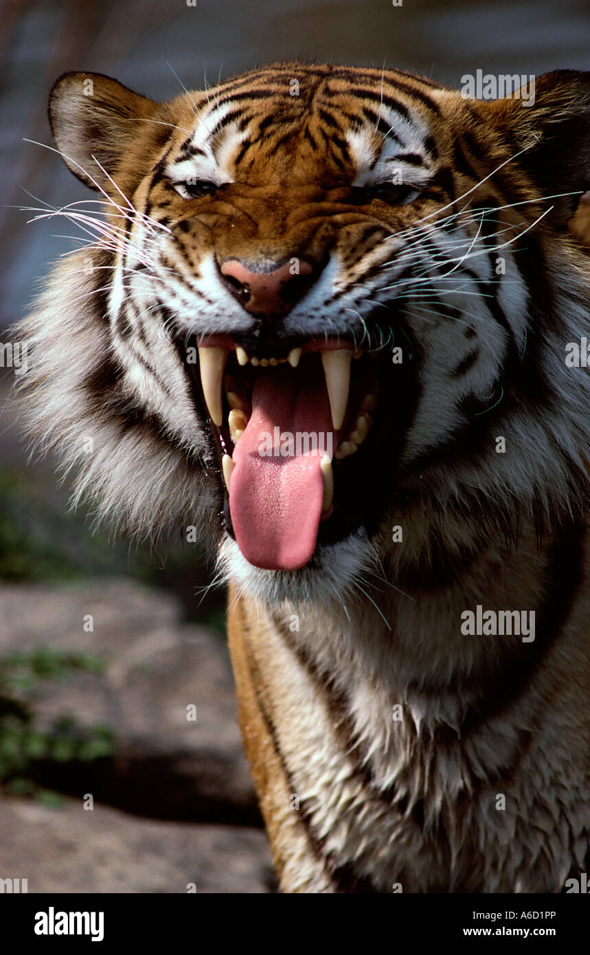 Tiger panthera tigris tongue hi-res stock photography and images - Alamy