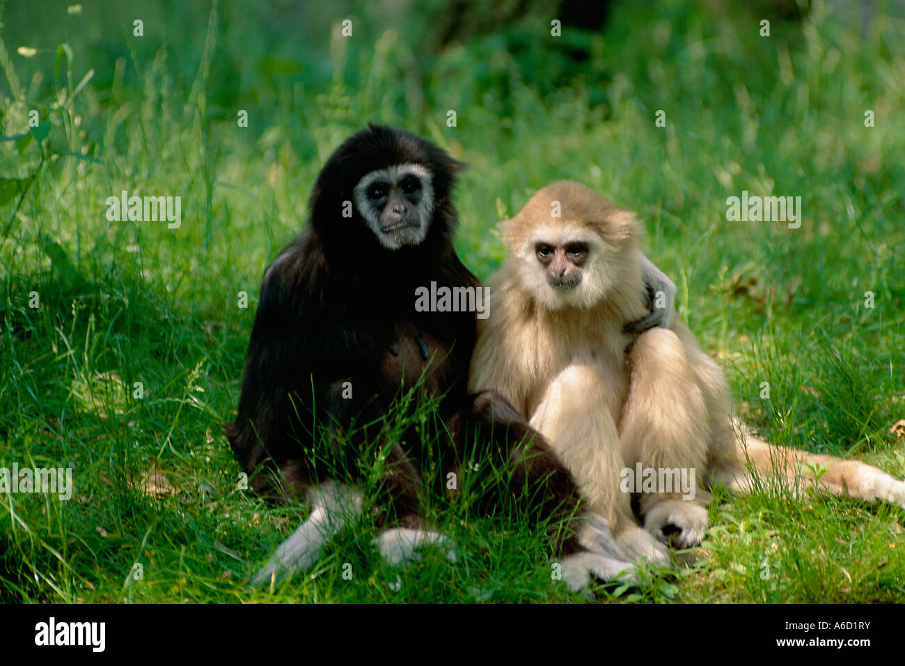 Zoo new york city hi-res stock photography and images - Alamy