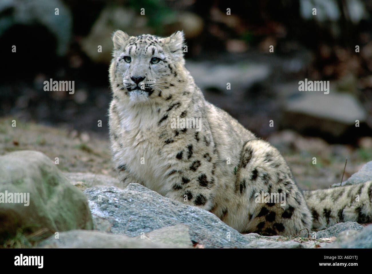 Snow Leopard, Bronx Zoo, New York City, USA Stock Photo - Alamy