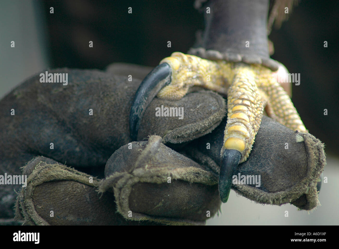 Eagle foot talon hi-res stock photography and images - Alamy