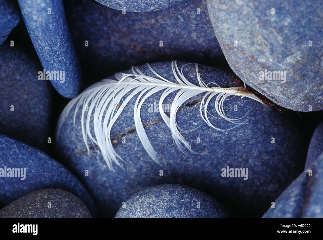 Stones and flattened feather, idea or concept, between rock and a hard ...