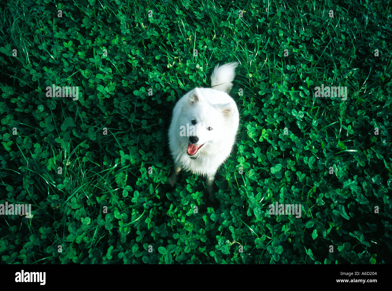 Japanese spitz colour hi-res stock photography and images - Alamy