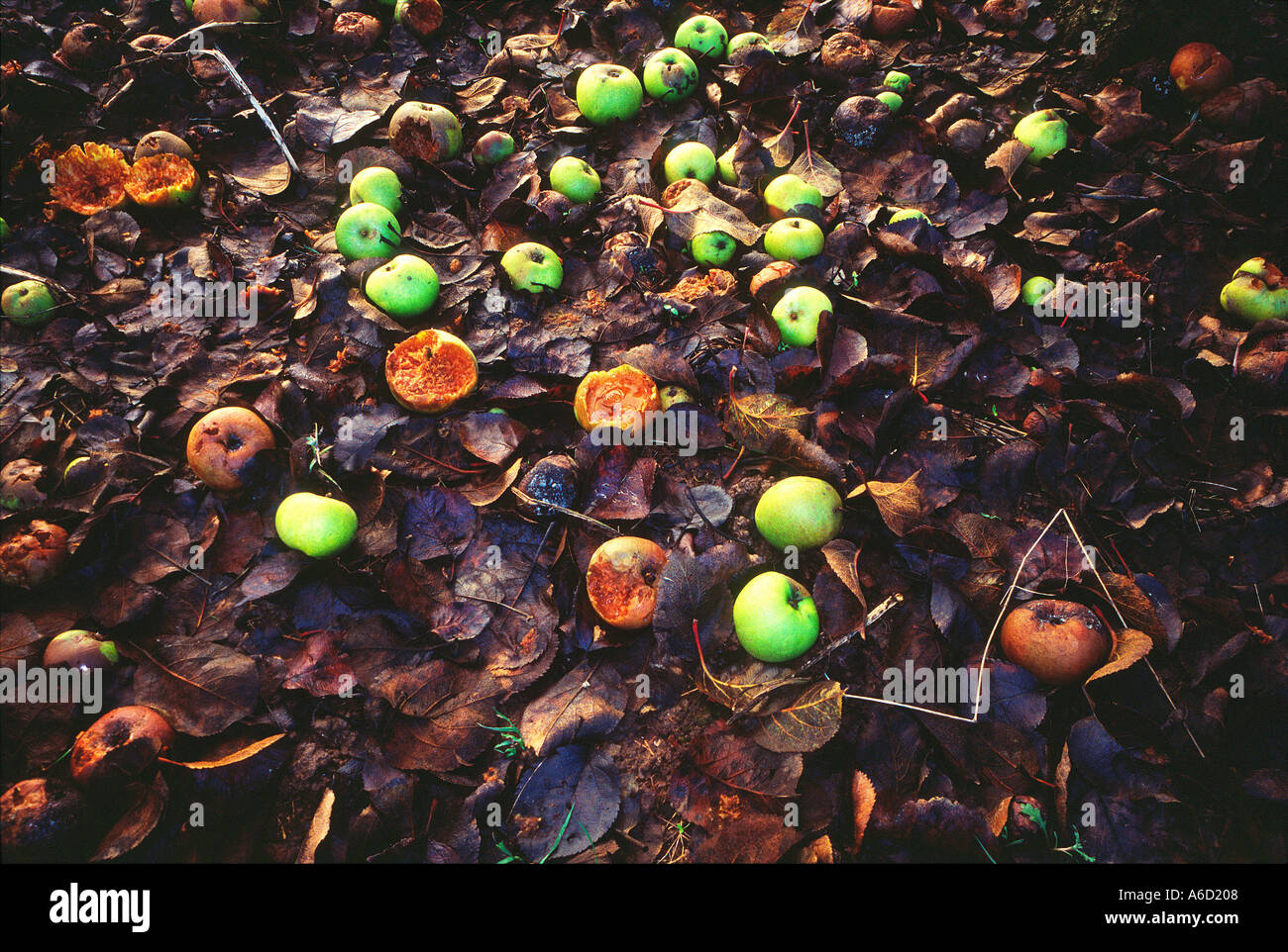 Brown rot discard hi-res stock photography and images - Alamy
