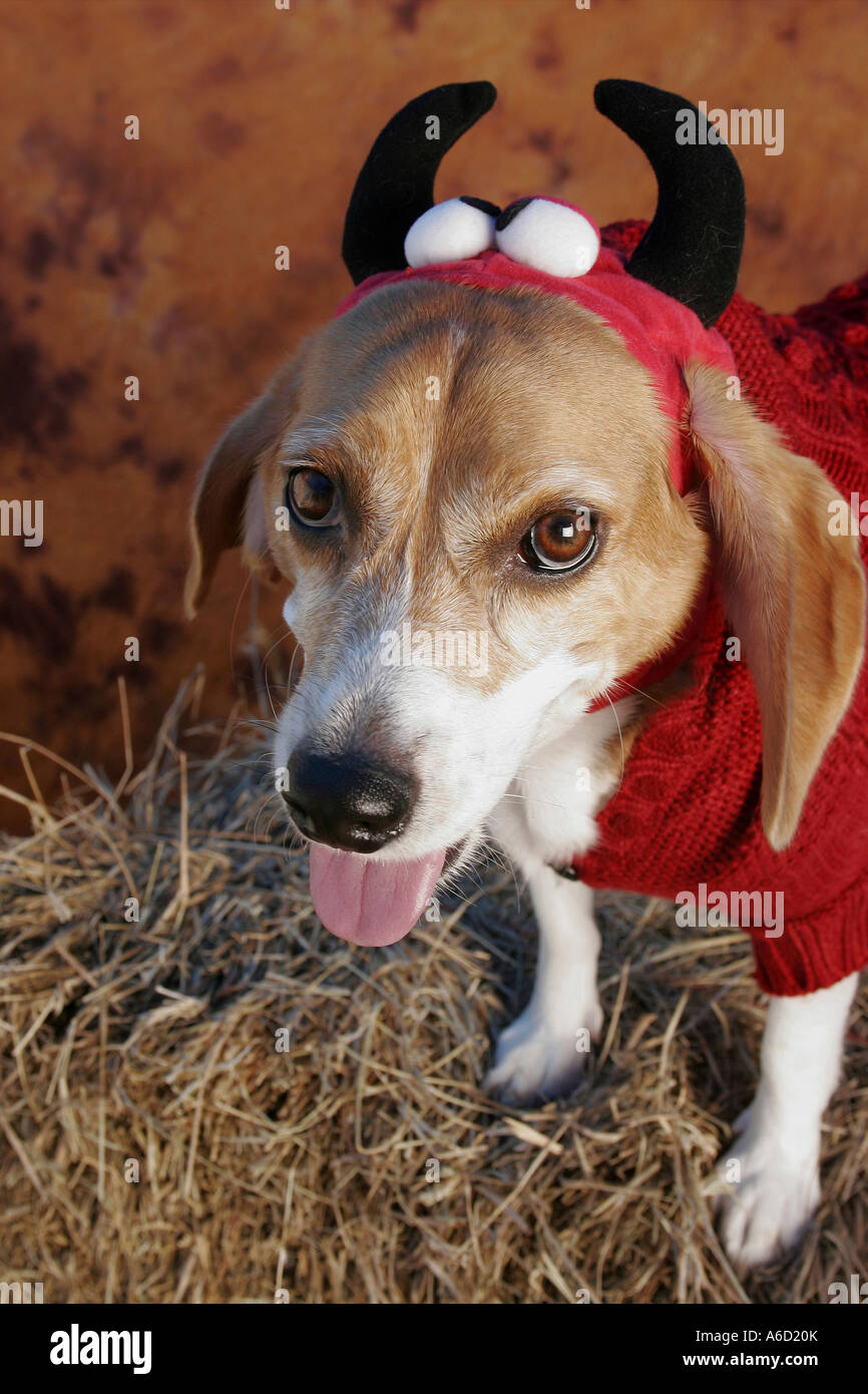 Portrait of a beagle wearing a devil costume Stock Photo - Alamy