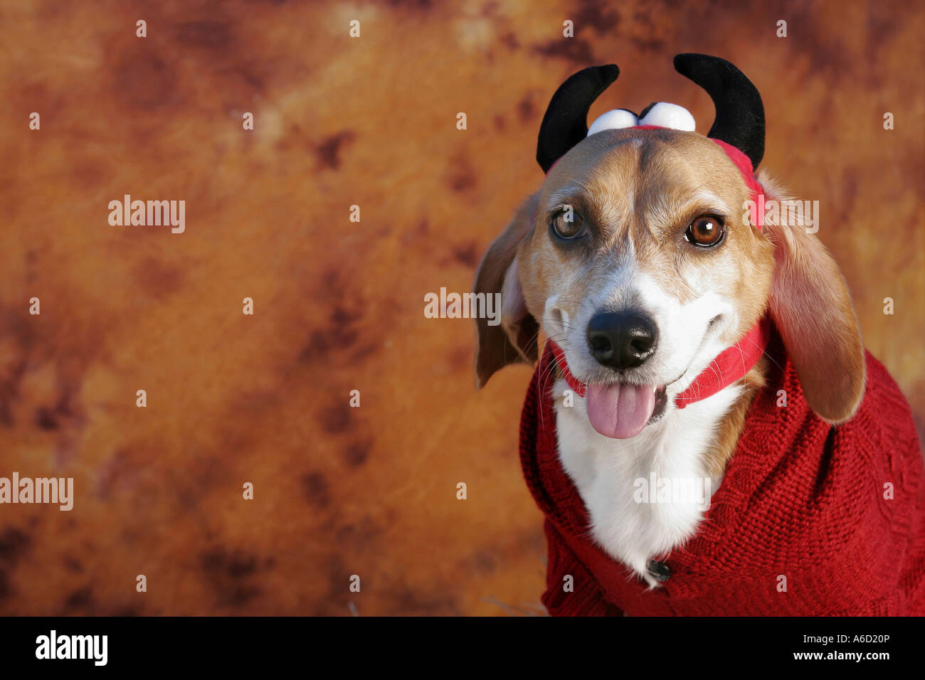 Portrait of a beagle wearing a devil costume Stock Photo - Alamy