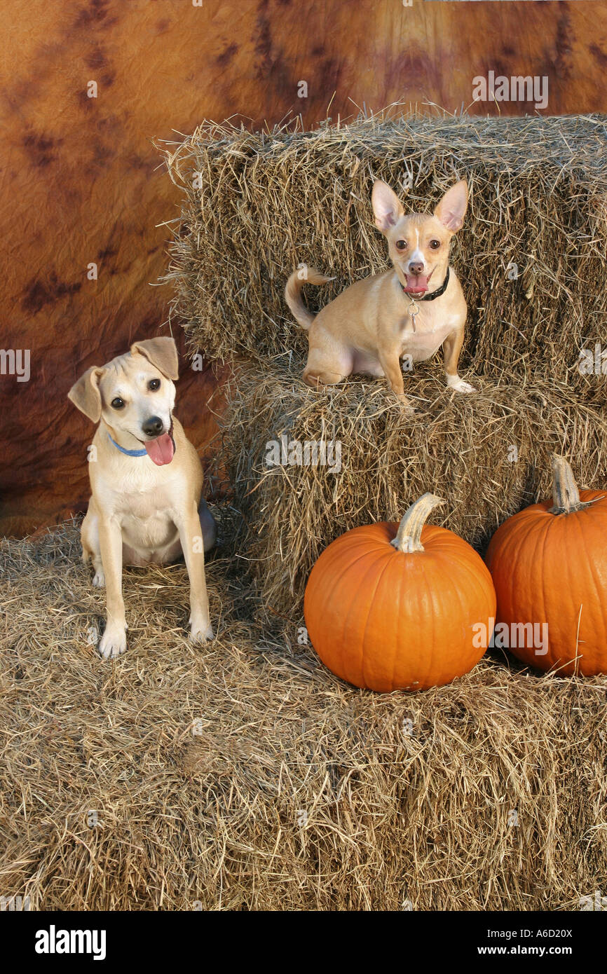 Portrait of two dogs sitting on hay Stock Photo - Alamy