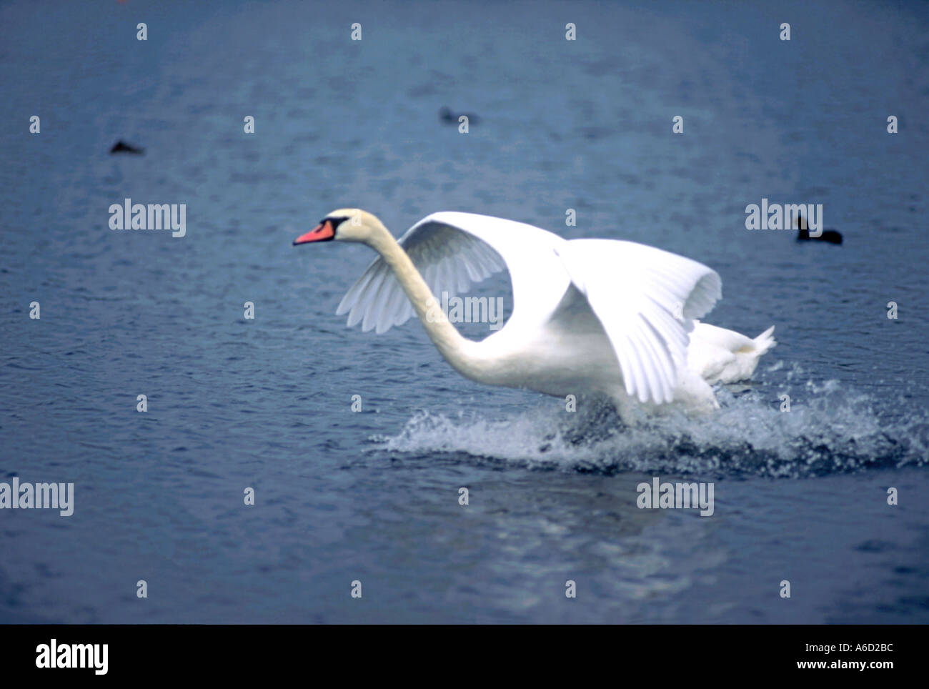 Flight flee hi-res stock photography and images - Alamy
