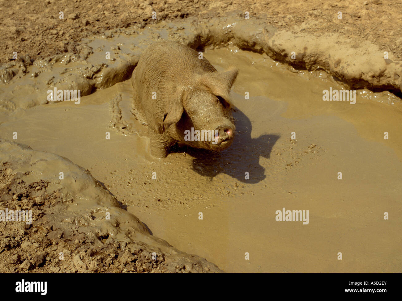 pig in mud pool, suffolk, england Stock Photo - Alamy