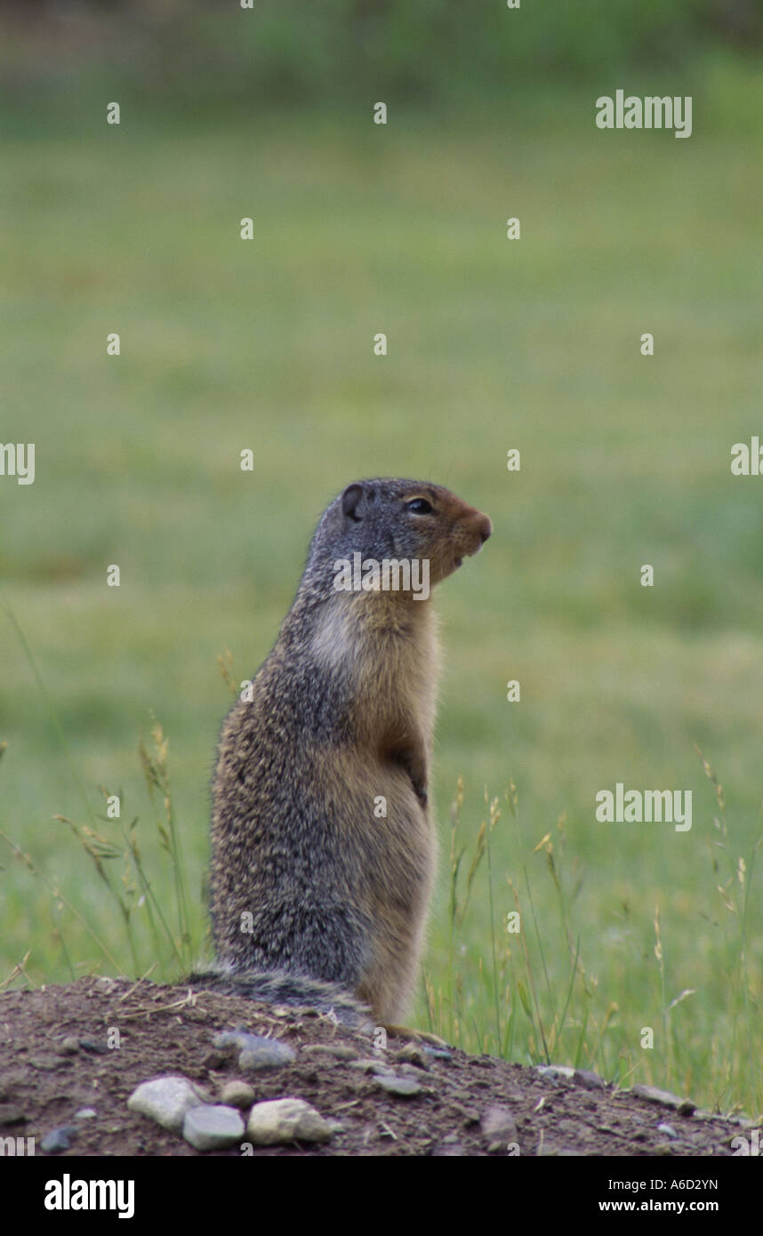 Ground Squirrel looking sideways Stock Photo - Alamy