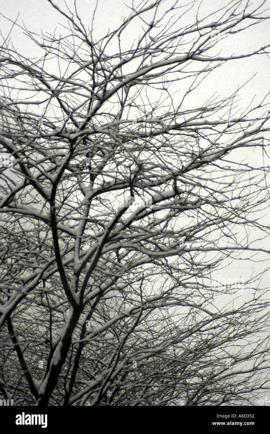 Winter Tree snow vertical Stock Photo - Alamy