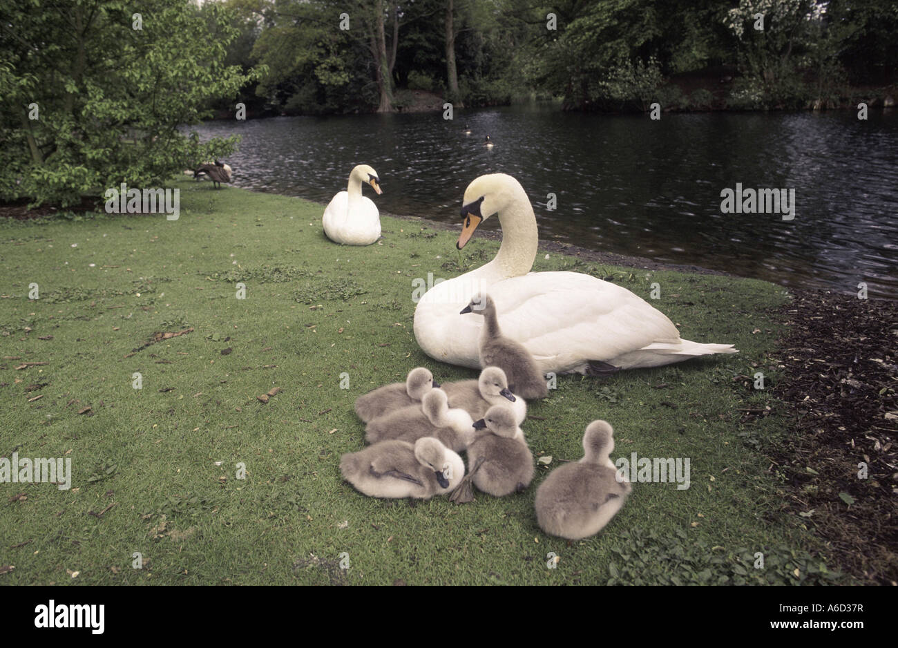 Two adult swans with young swans Stock Photo - Alamy
