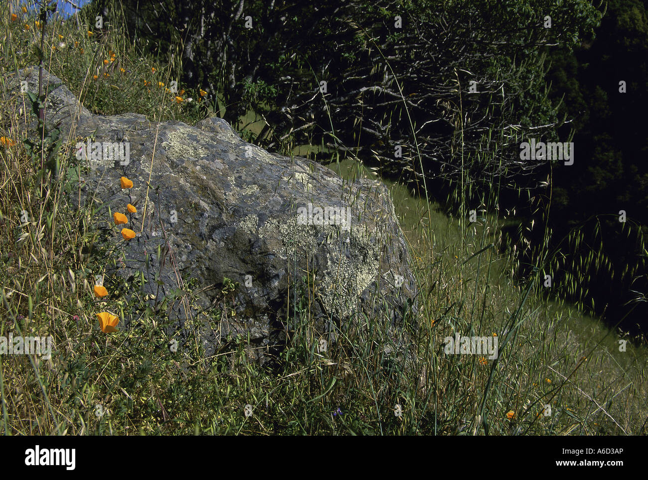 Golden Poppies near a rock Stock Photo - Alamy