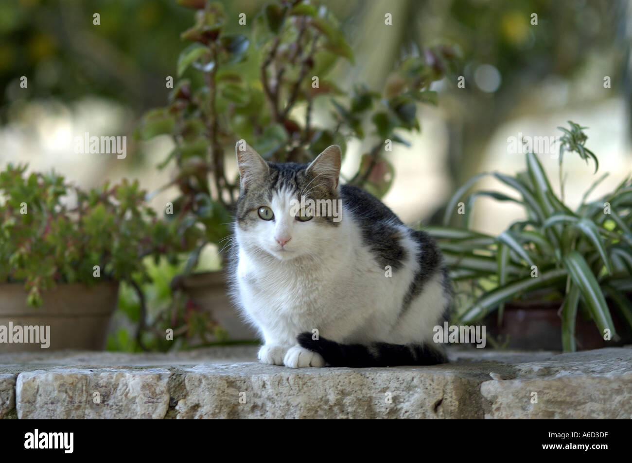 Beautiful calico street cat hi-res stock photography and images - Alamy