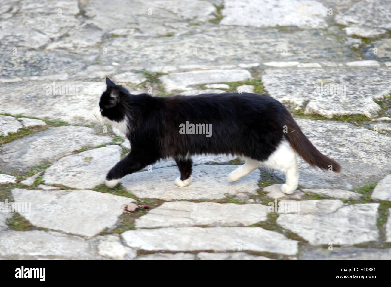 A Calico cat cleaning himself in the middle of a cobblestone street ...