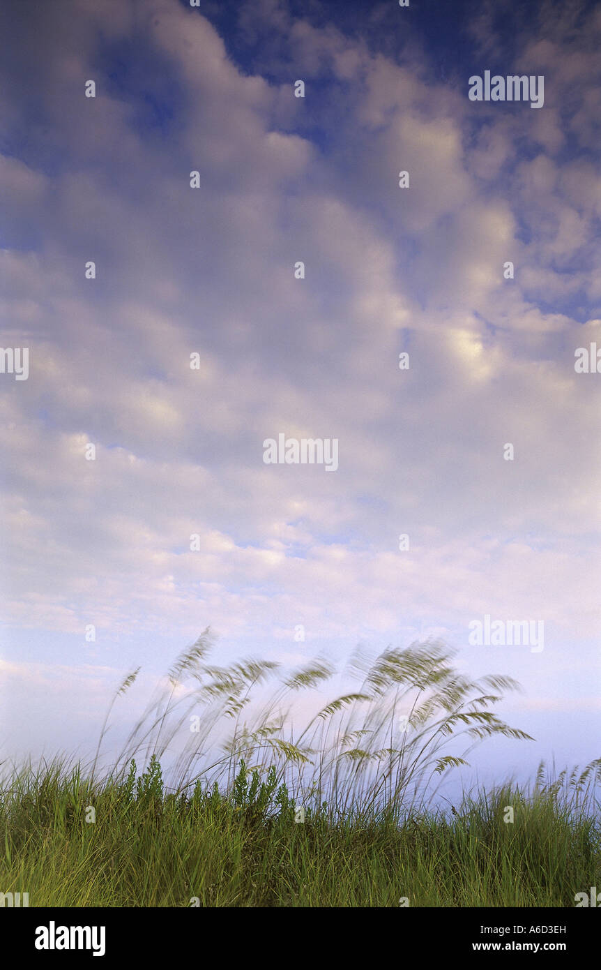 Sea oats in a field Stock Photo - Alamy