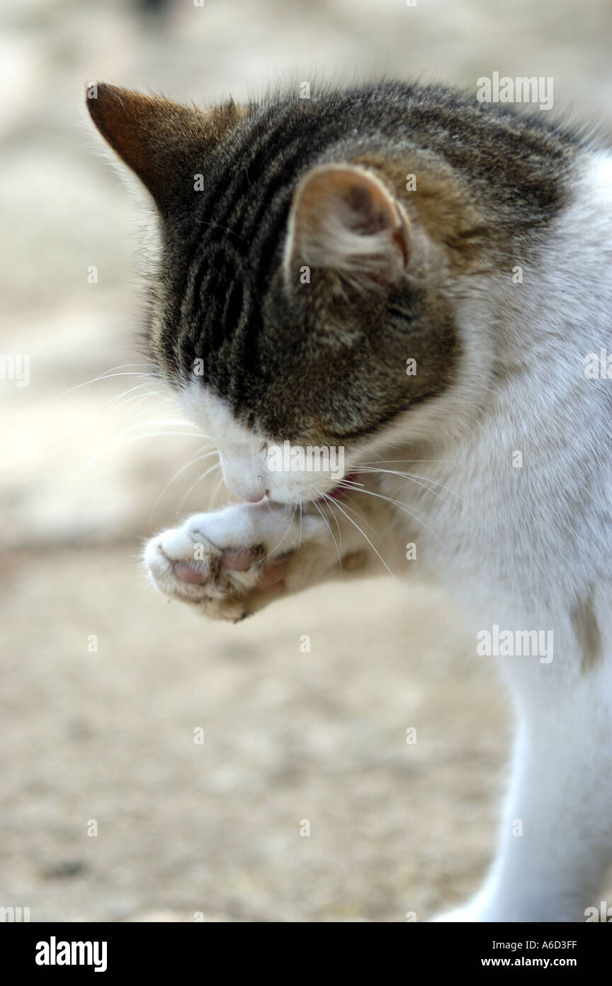 A Calico cat cleaning himself in the middle of a cobblestone street ...