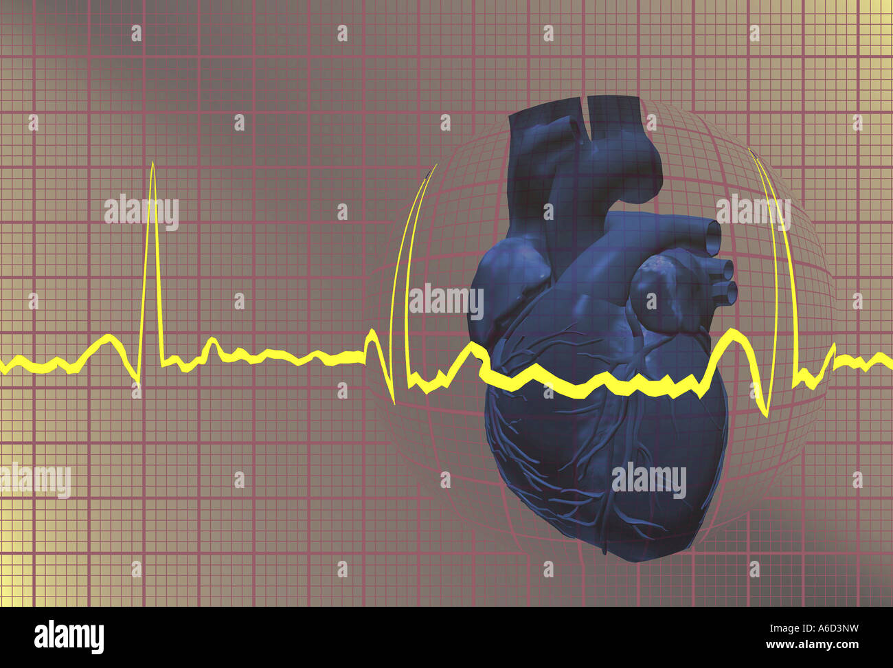 Electrocardiogram over a human heart Stock Photo - Alamy