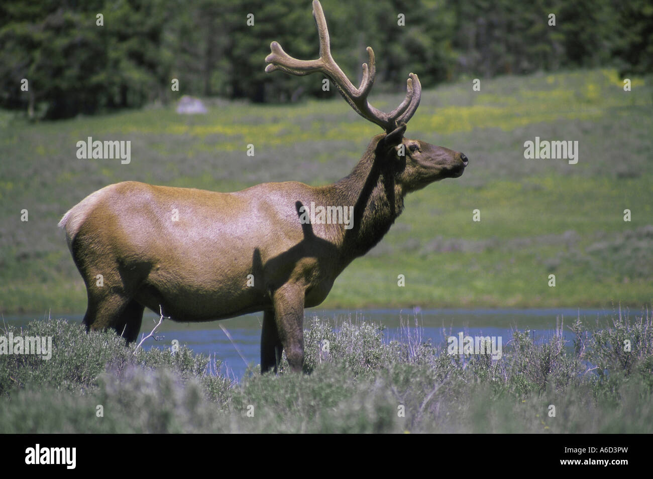 Elk standing in a field Stock Photo - Alamy