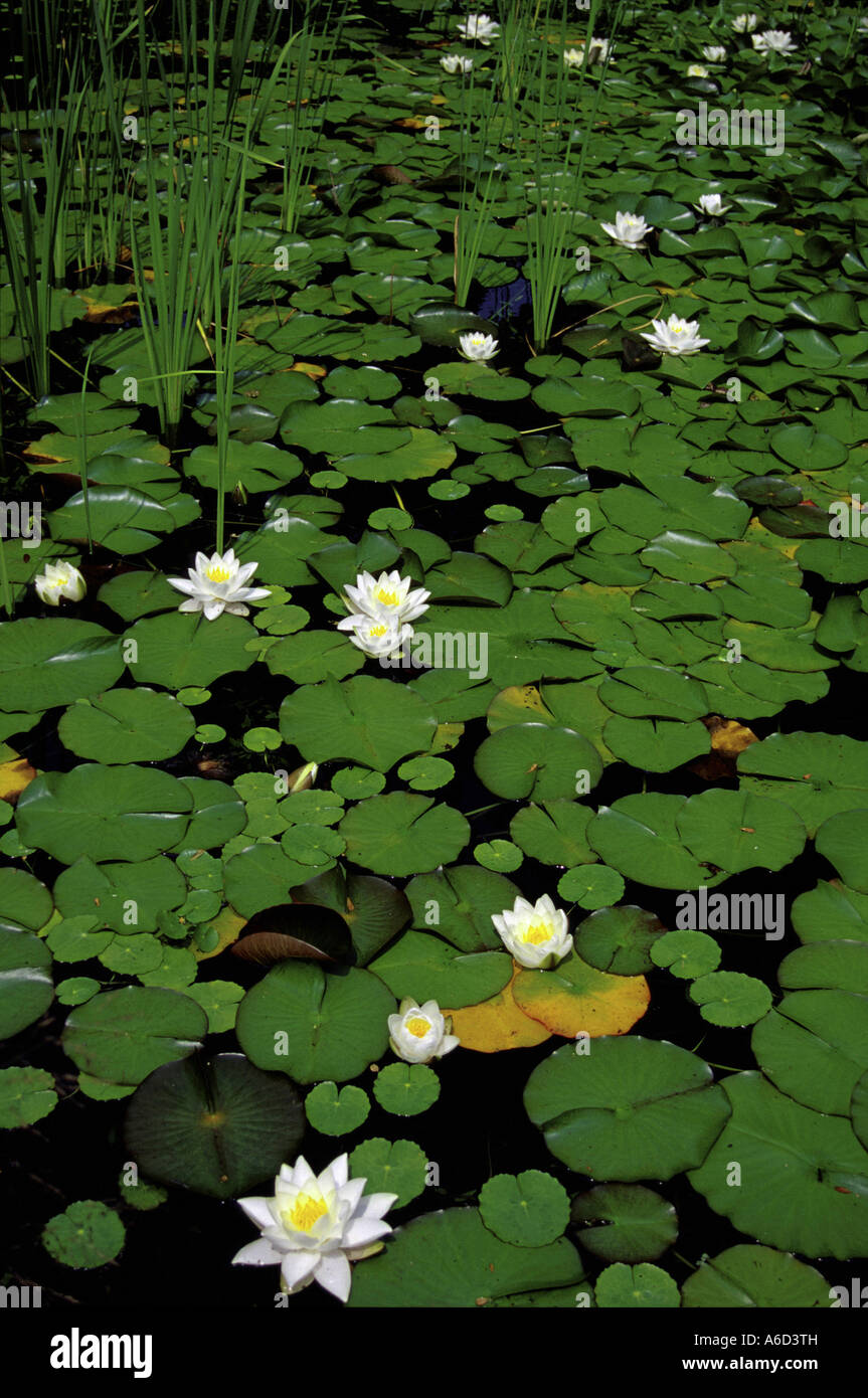 Water lilies in a pond Stock Photo - Alamy