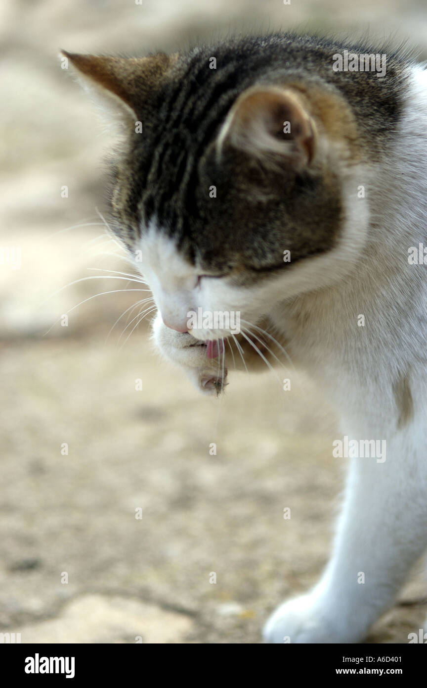 A Calico cat cleaning himself in the middle of a cobblestone street ...