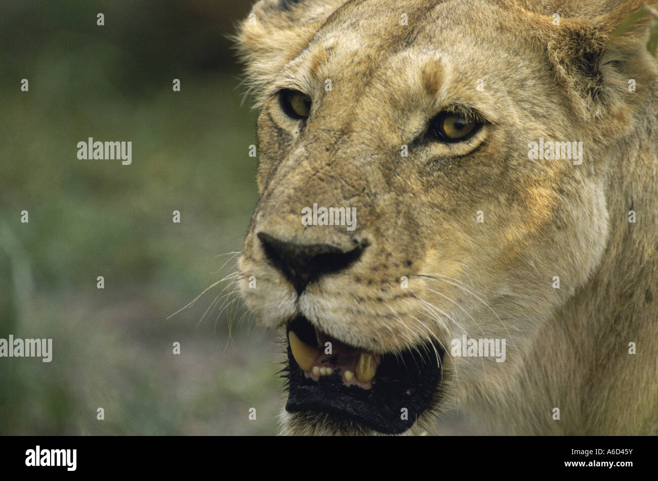 Close-up of the face of a lion Stock Photo - Alamy