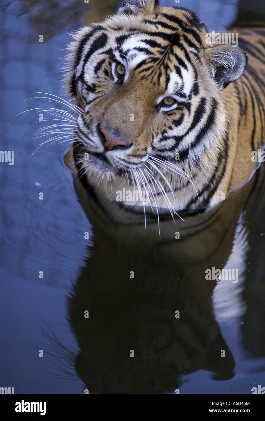 High angle view of a tiger in water (Panthera Tigris Stock Photo - Alamy