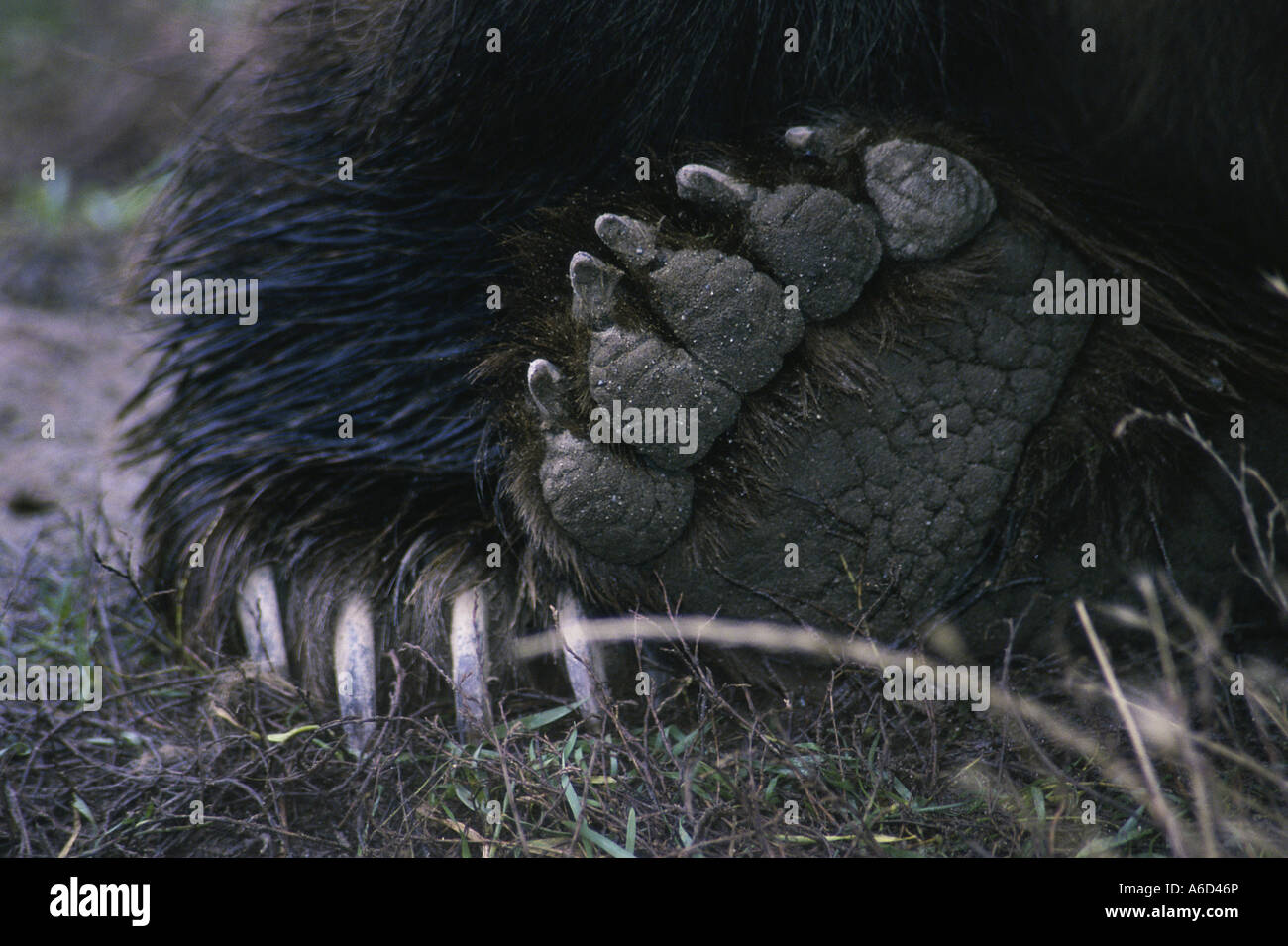 Bear claws hi-res stock photography and images - Alamy