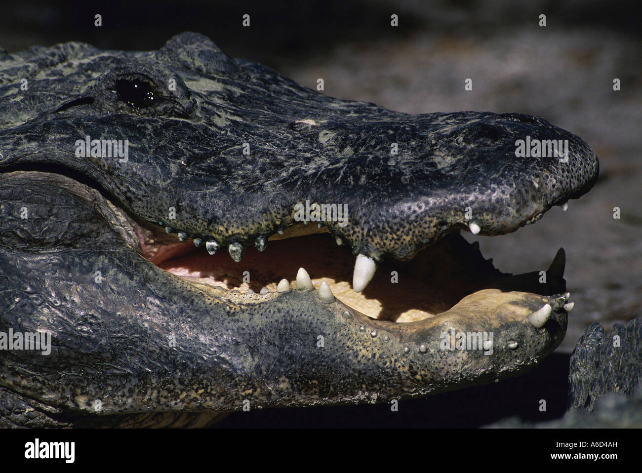 American alligator alligator mississipiensis adult hi-res stock ...