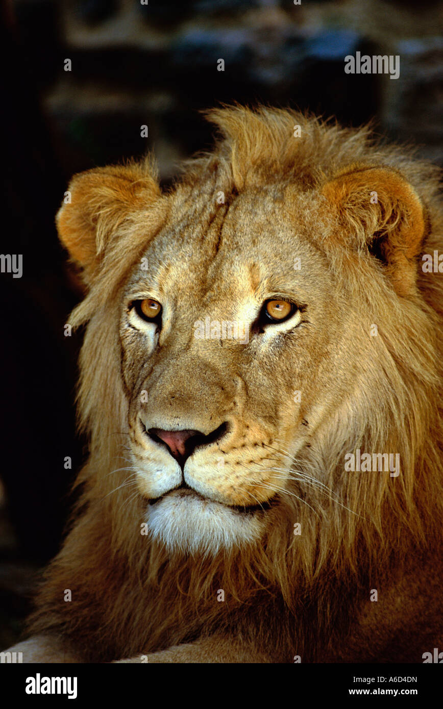 Close-up of a lion, Philadelphia Zoo, Pennsylvania, USA Stock Photo - Alamy