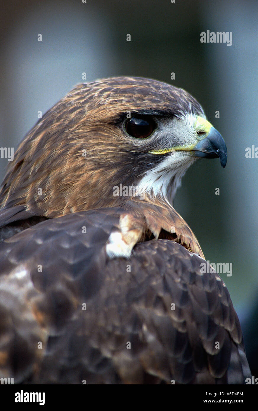 Close-up of a Red-tailed Hawk Stock Photo - Alamy