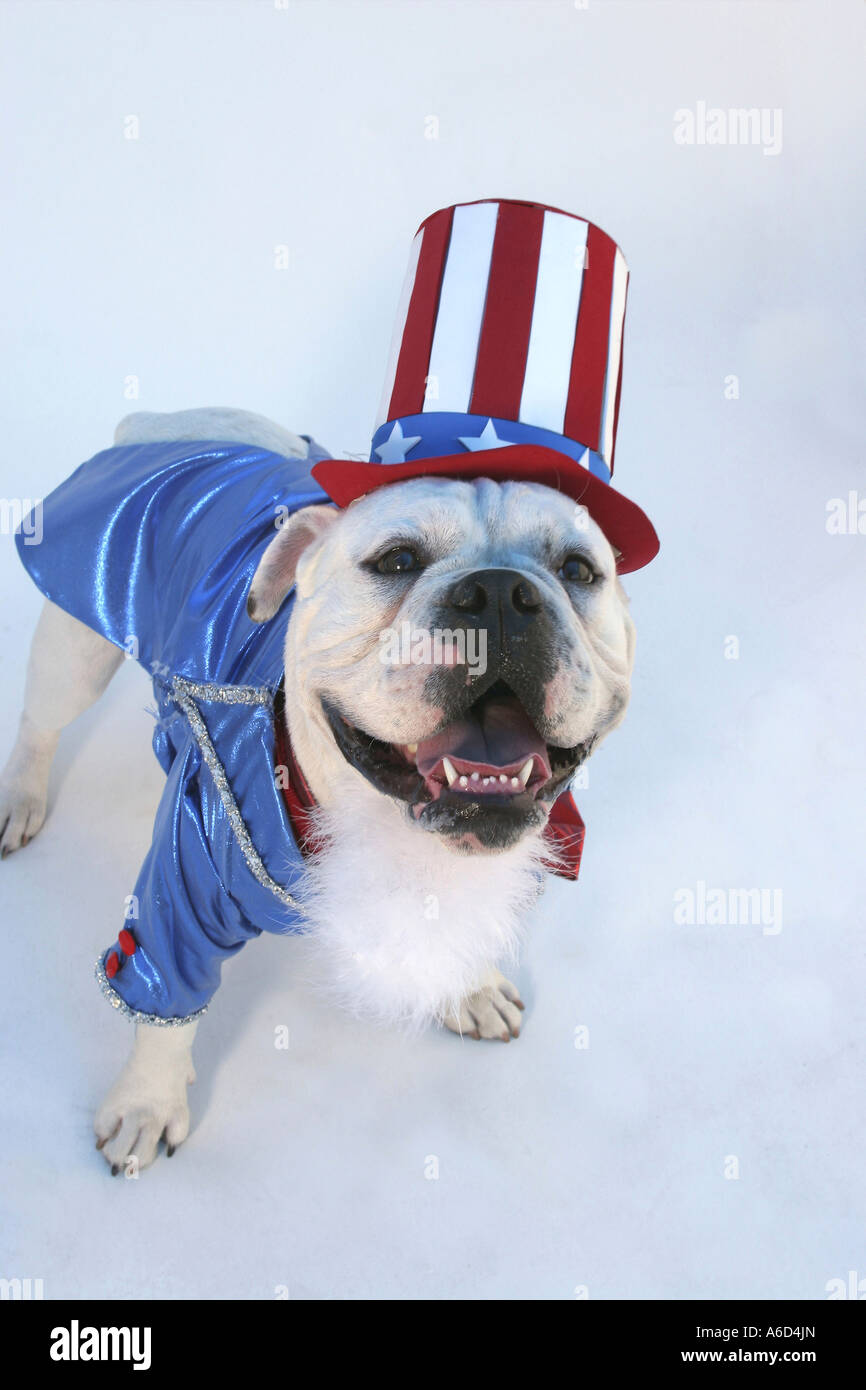 Portrait of a bulldog wearing an Uncle Sam outfit Stock Photo - Alamy