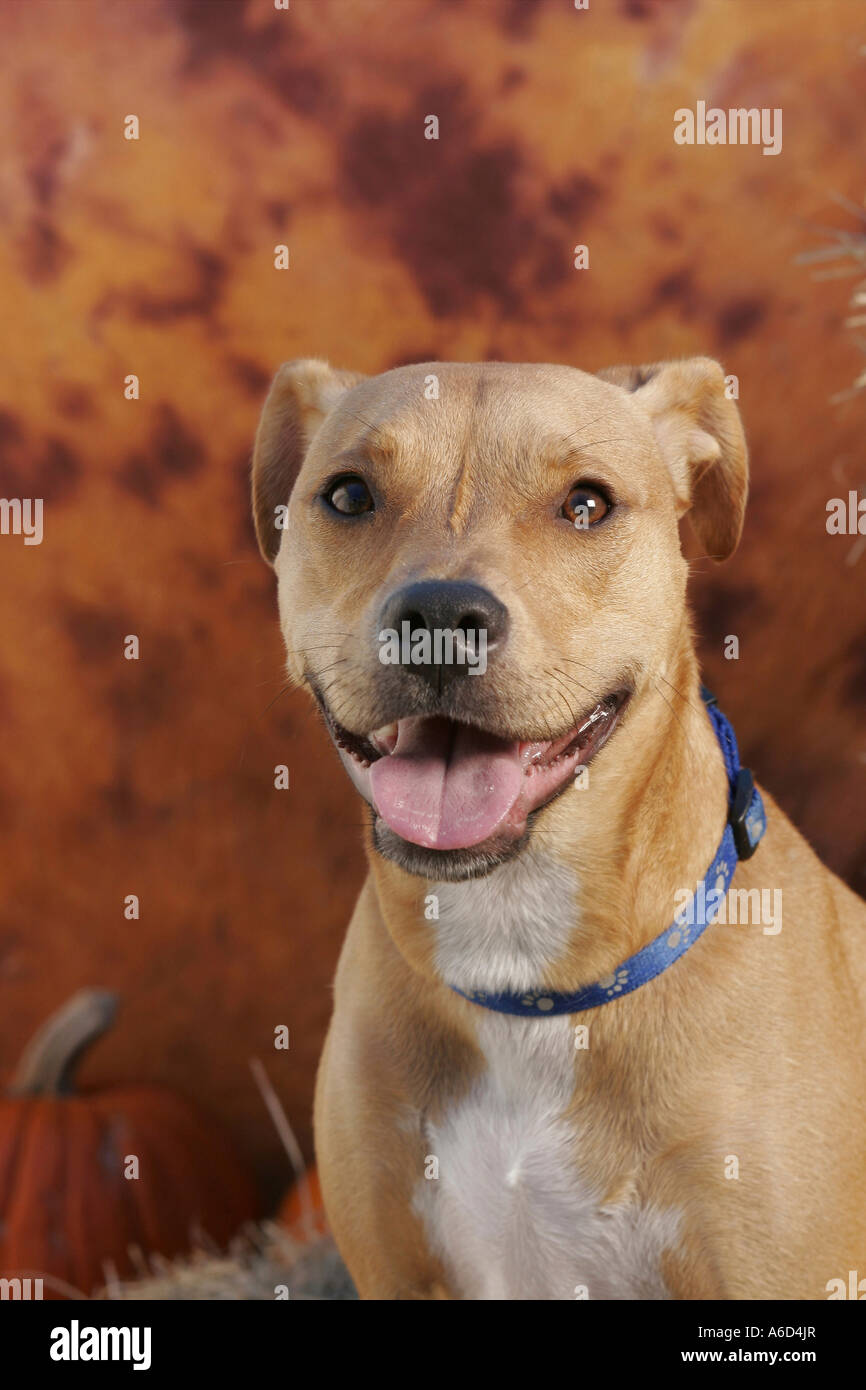 Portrait of a dog panting Stock Photo - Alamy