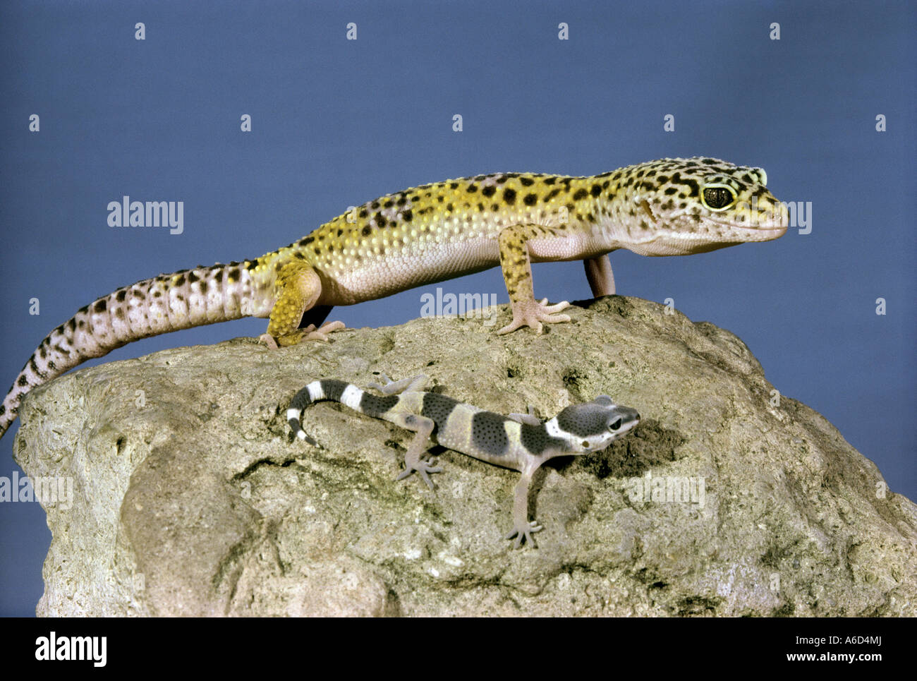 Leopard gecko profile hi-res stock photography and images - Alamy