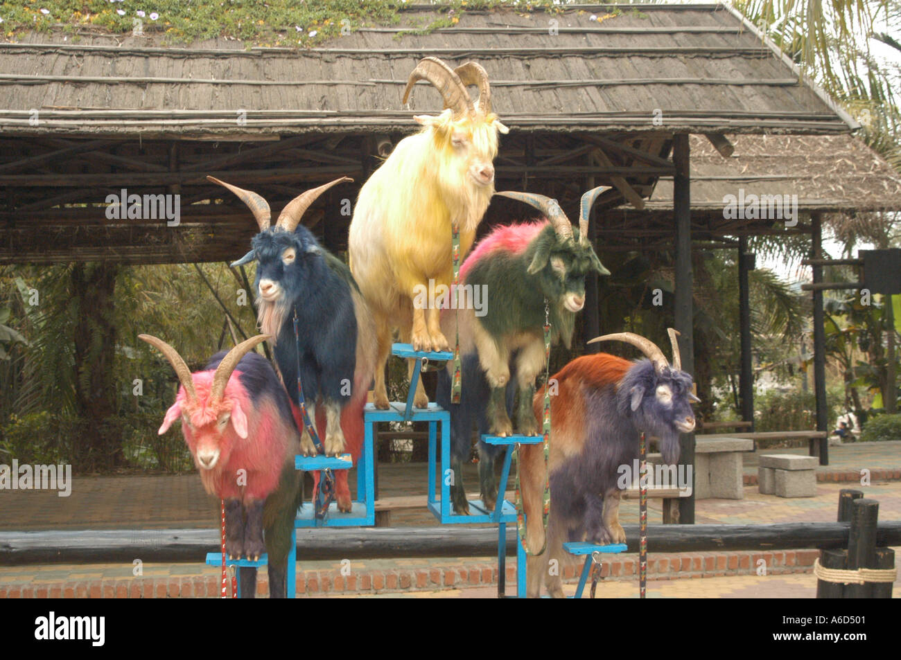 colorful goats in china Stock Photo - Alamy