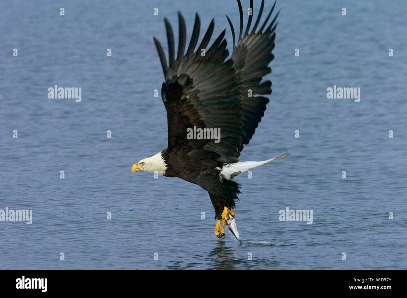 Close-up of a Bald Eagle capturing a fish in its claw (Haliaeetus ...