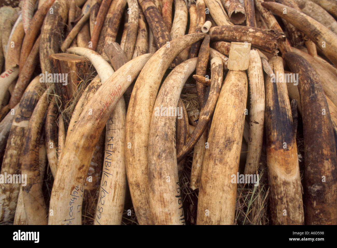 Poached confiscated pile of 27 tons of elephant ivory 57 rhino horns ...