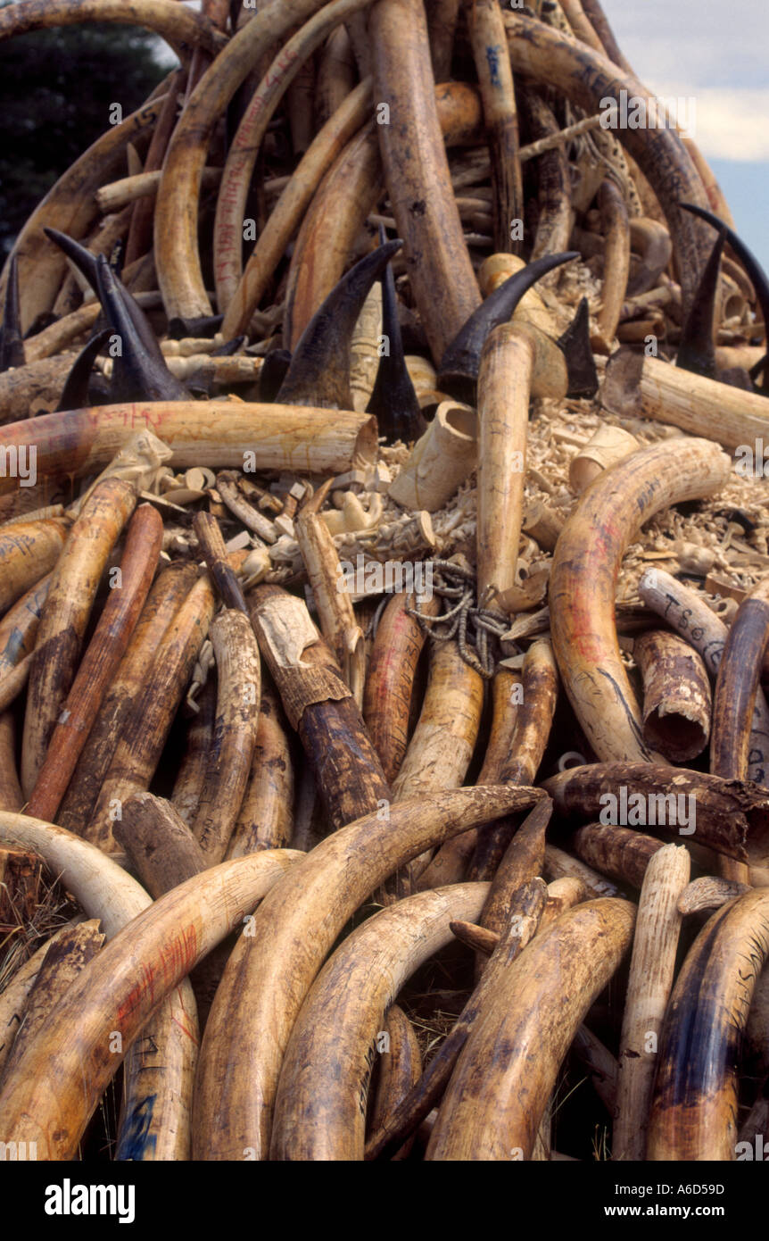 Poached confiscated pile of 27tons of elephant ivory 57rhino horns ...
