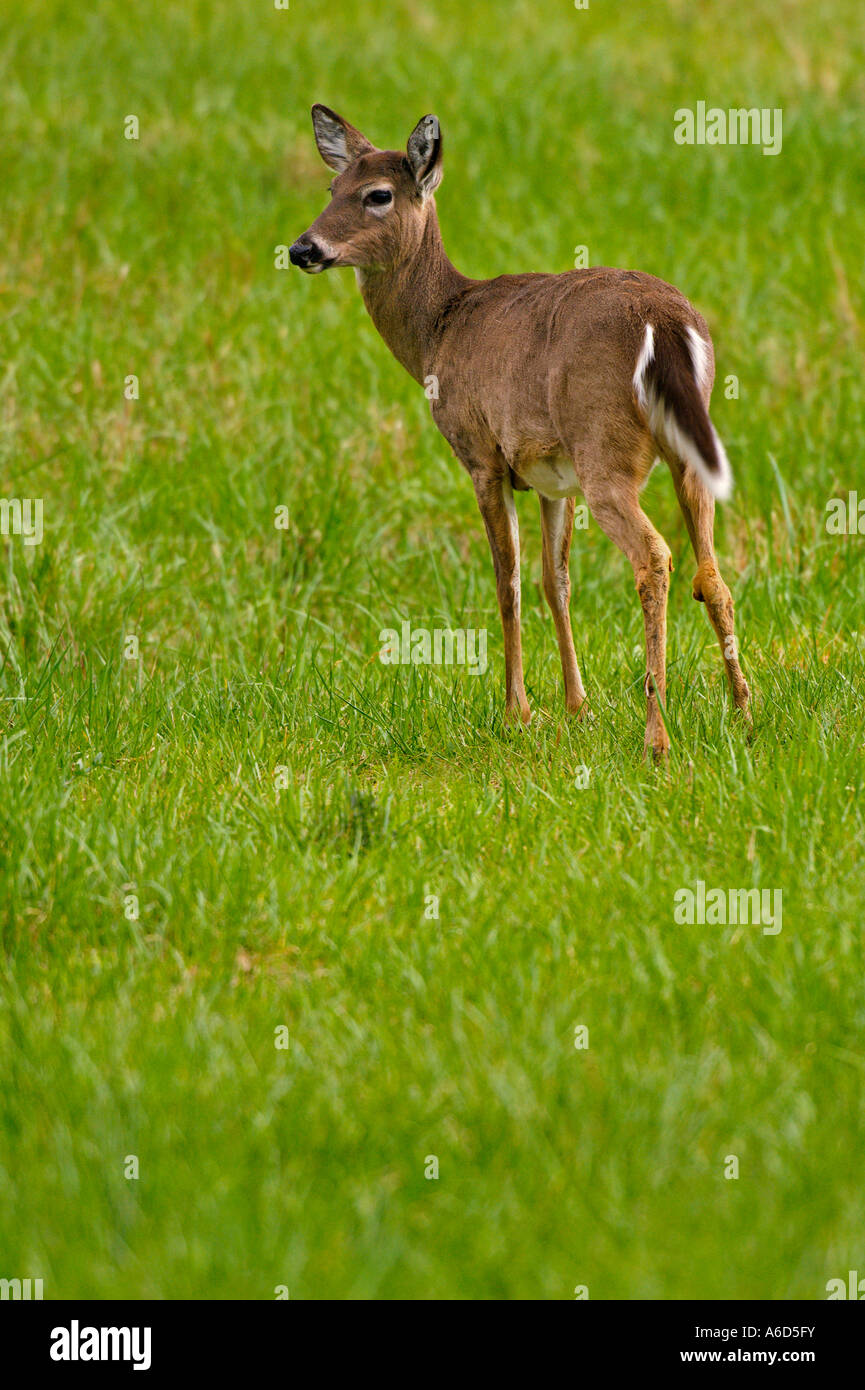 White-tailed Deer standing in a field, Cades Cove, Tennessee, USA ...