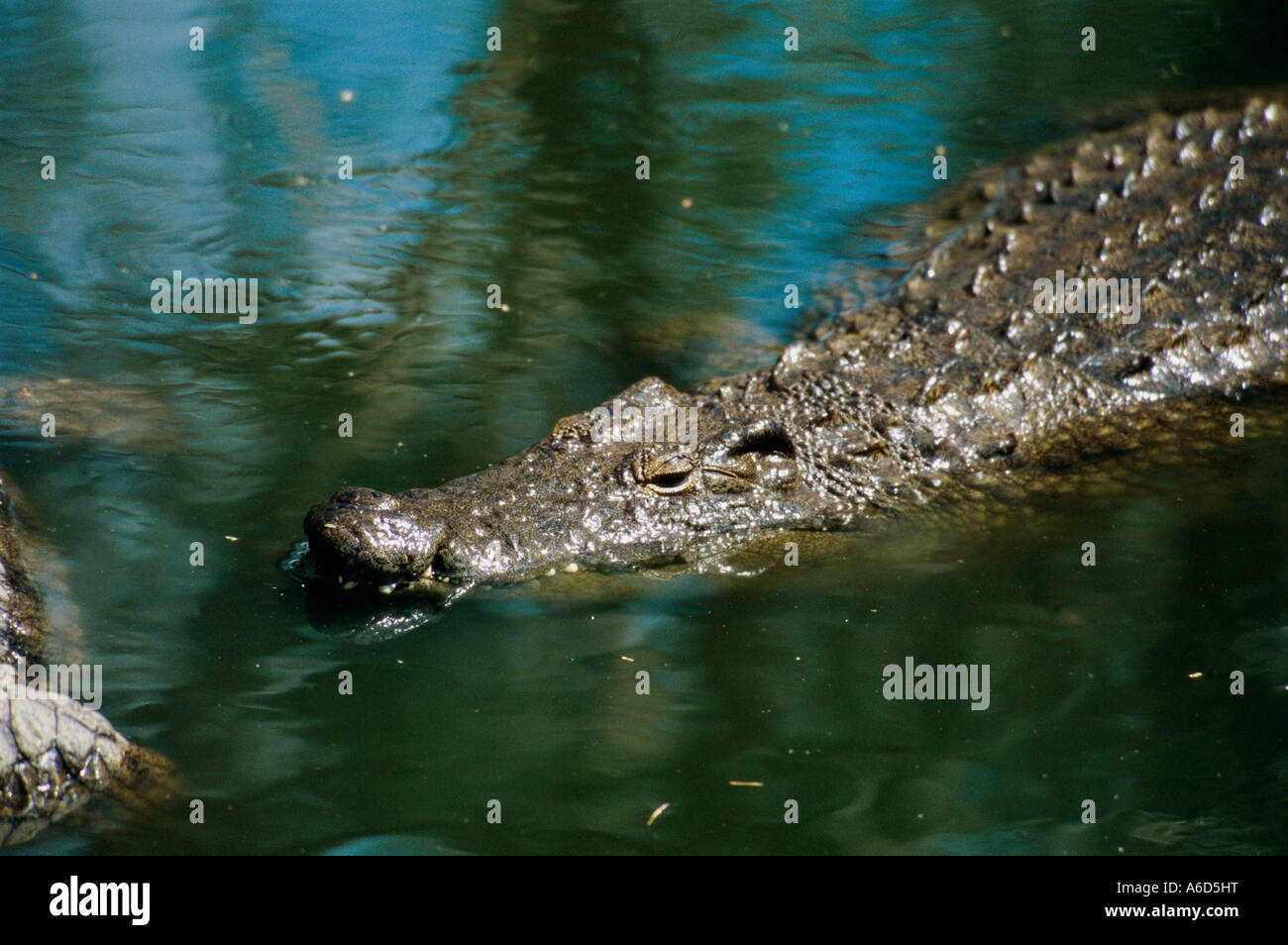 Nile crocodile face close up hi-res stock photography and images - Alamy