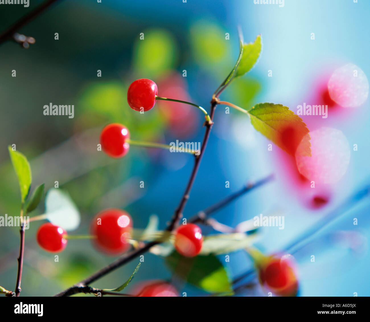Montmorency cherry tree hi-res stock photography and images - Alamy