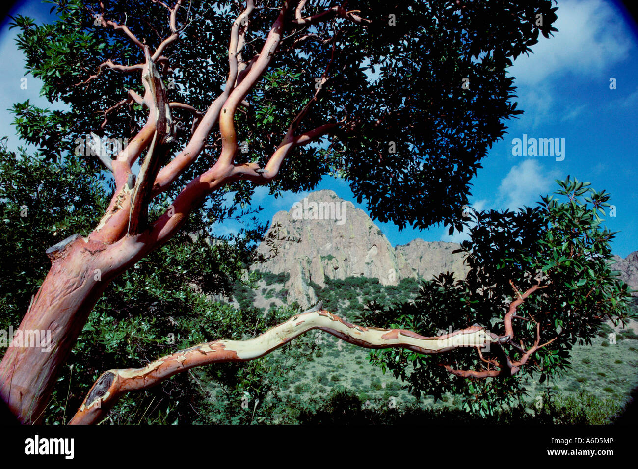Low angle view of a tree, Chisos Mountains, Big Bend National Park ...