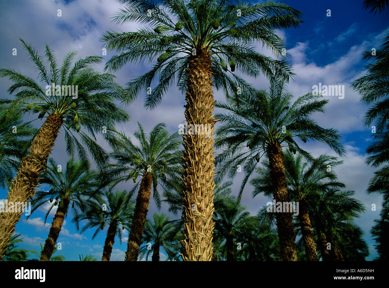 Low angle view of palm trees Stock Photo - Alamy