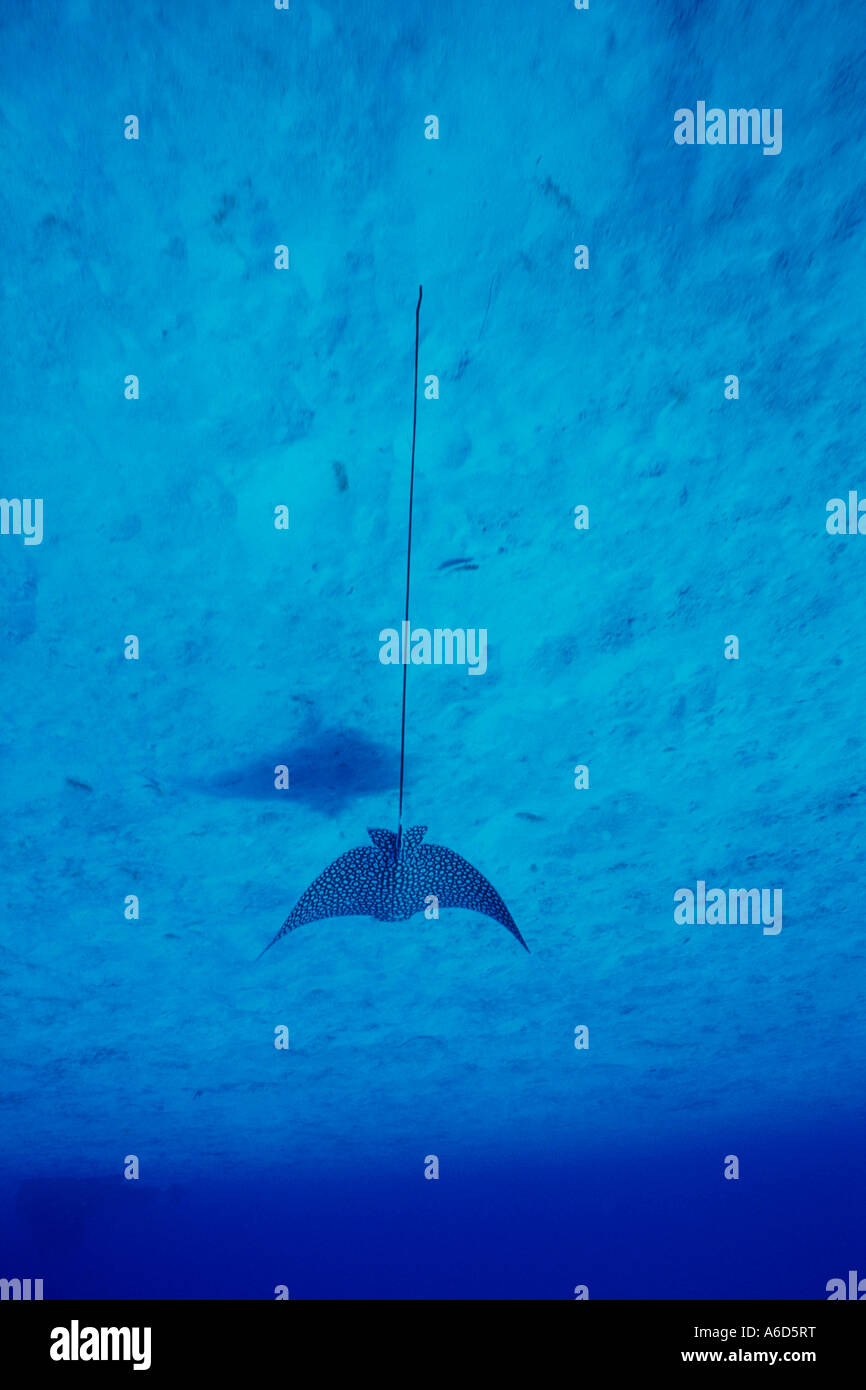 Close-up of a Spotted Eagle Ray swimming underwater (Aetobatus narinari ...