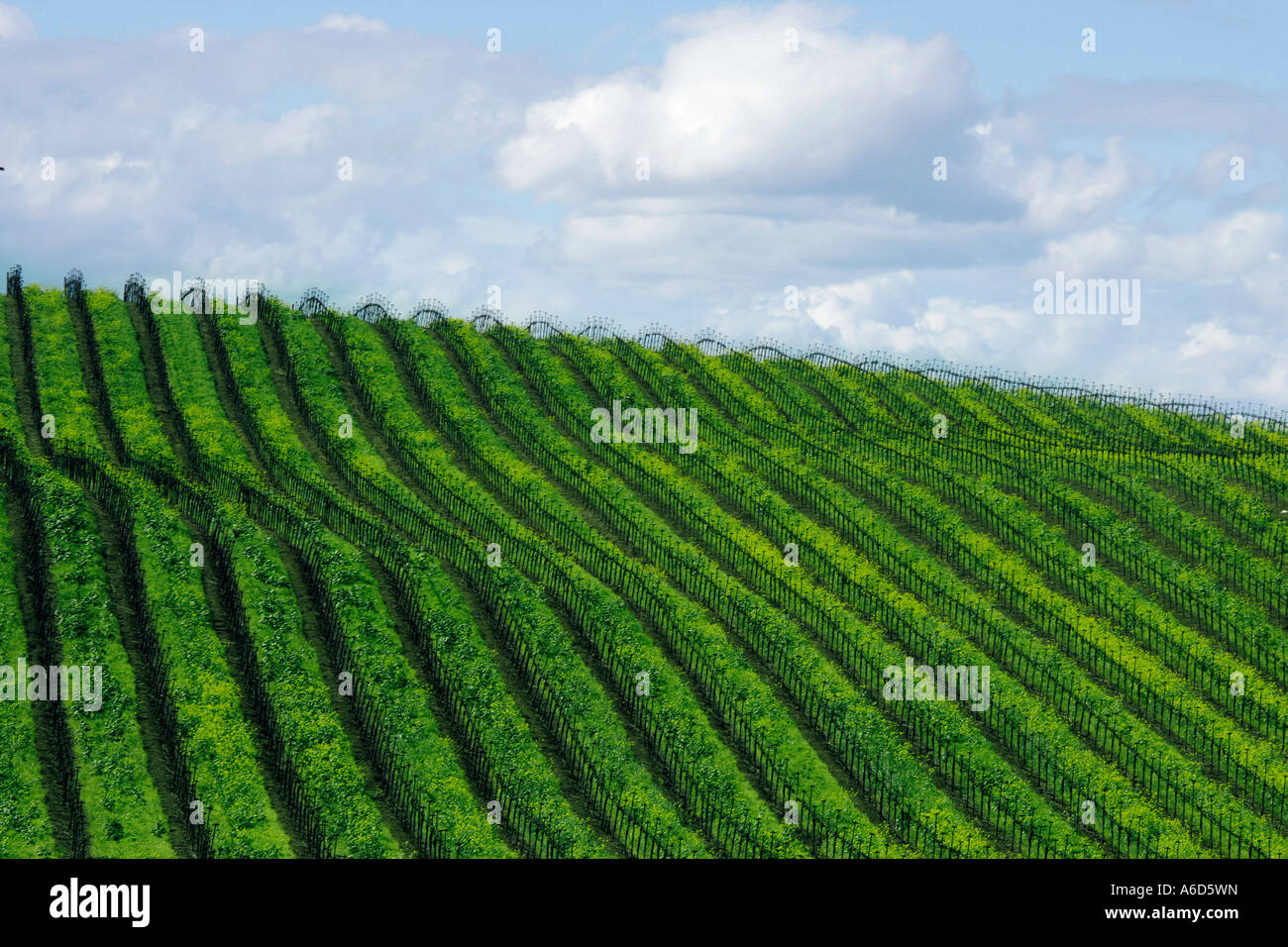 Sonoma vineyard hi-res stock photography and images - Alamy