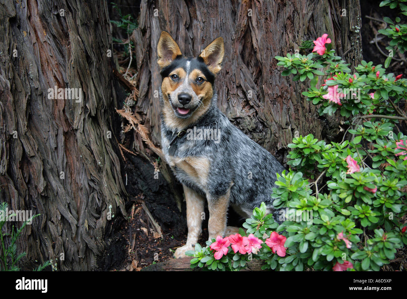 Blue Heeler sitting near a tree Stock Photo - Alamy