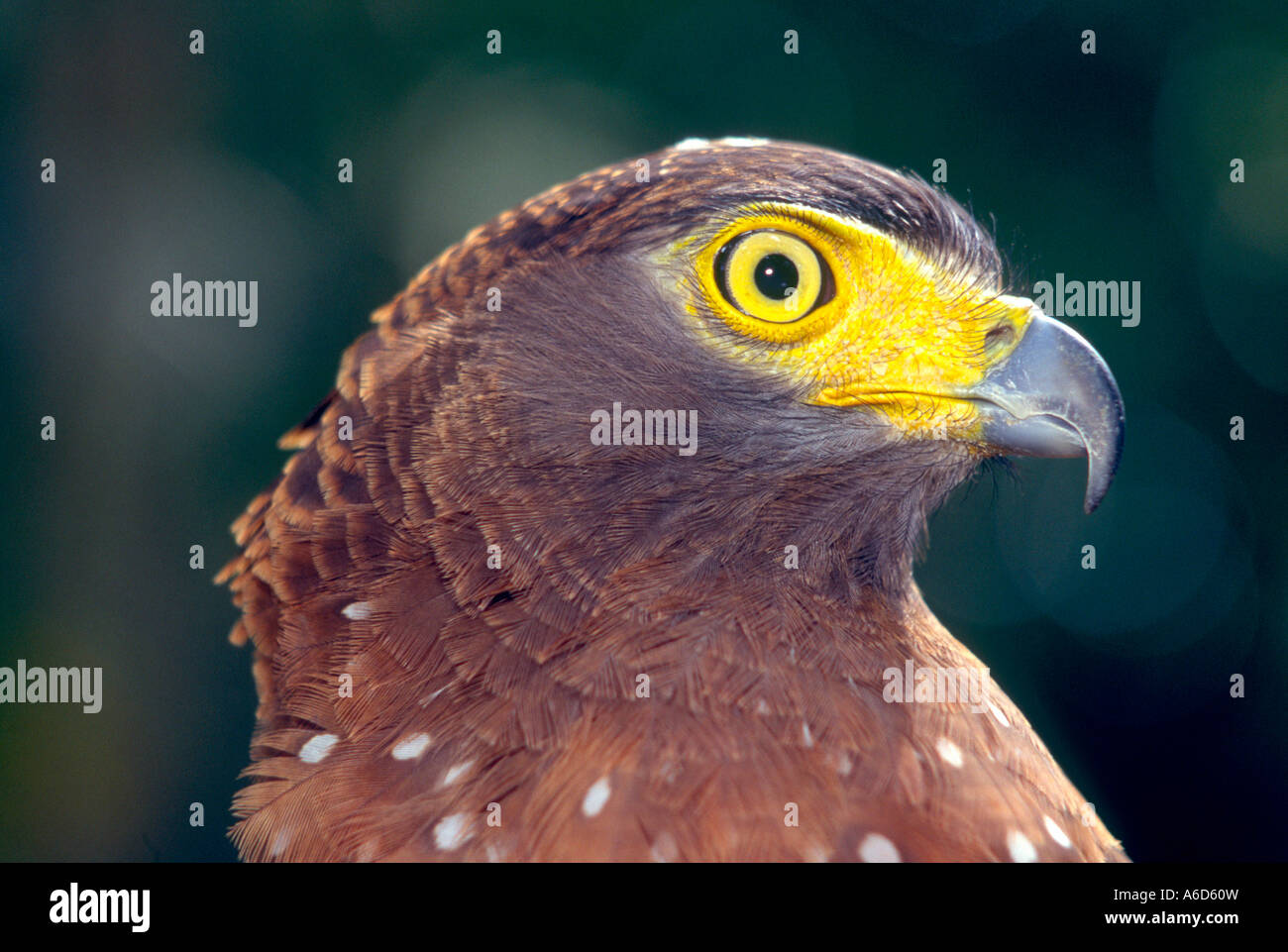 Crested serpent eagle spilornis cheela adult hi-res stock photography ...