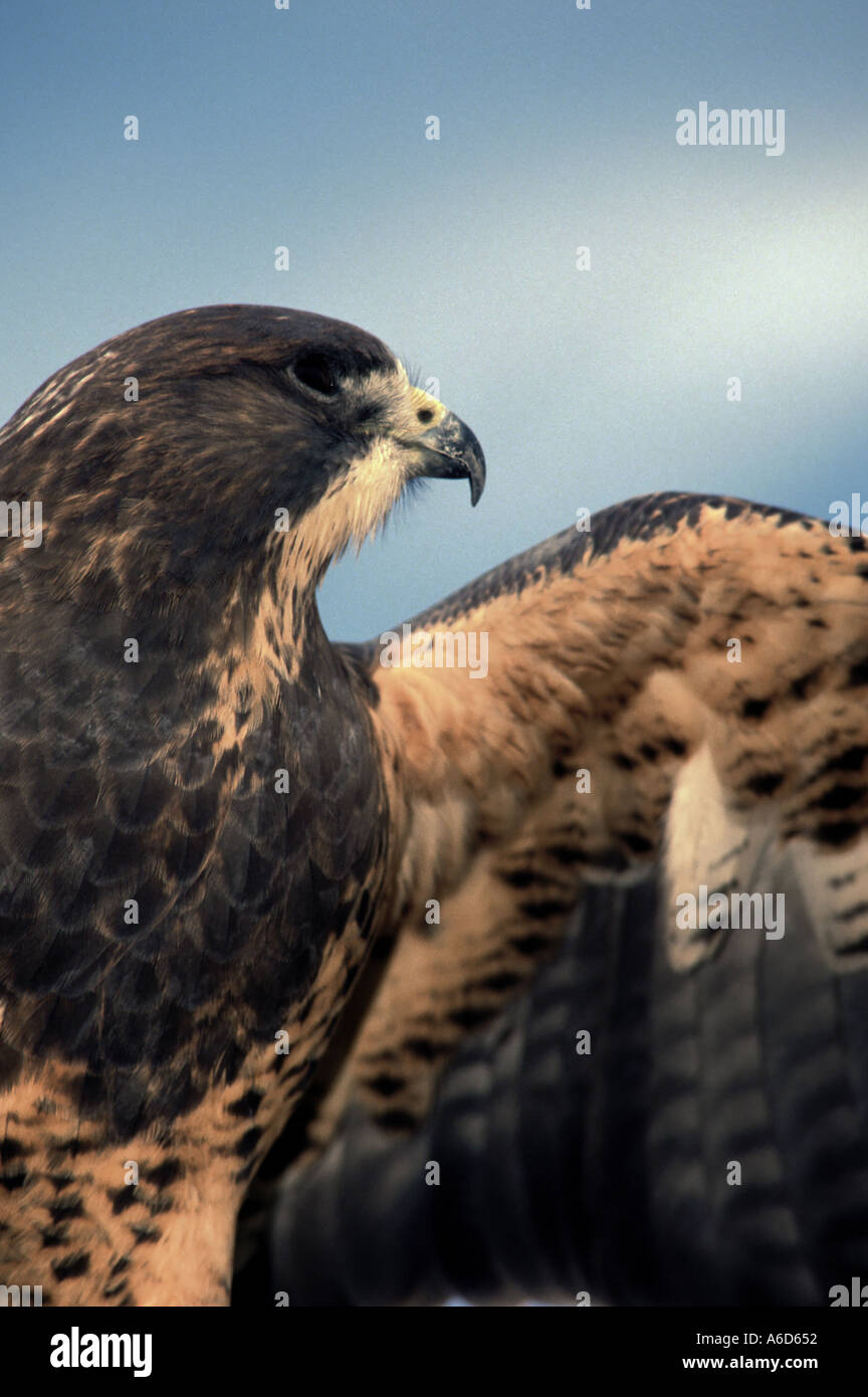 Bueto bueto hi-res stock photography and images - Alamy