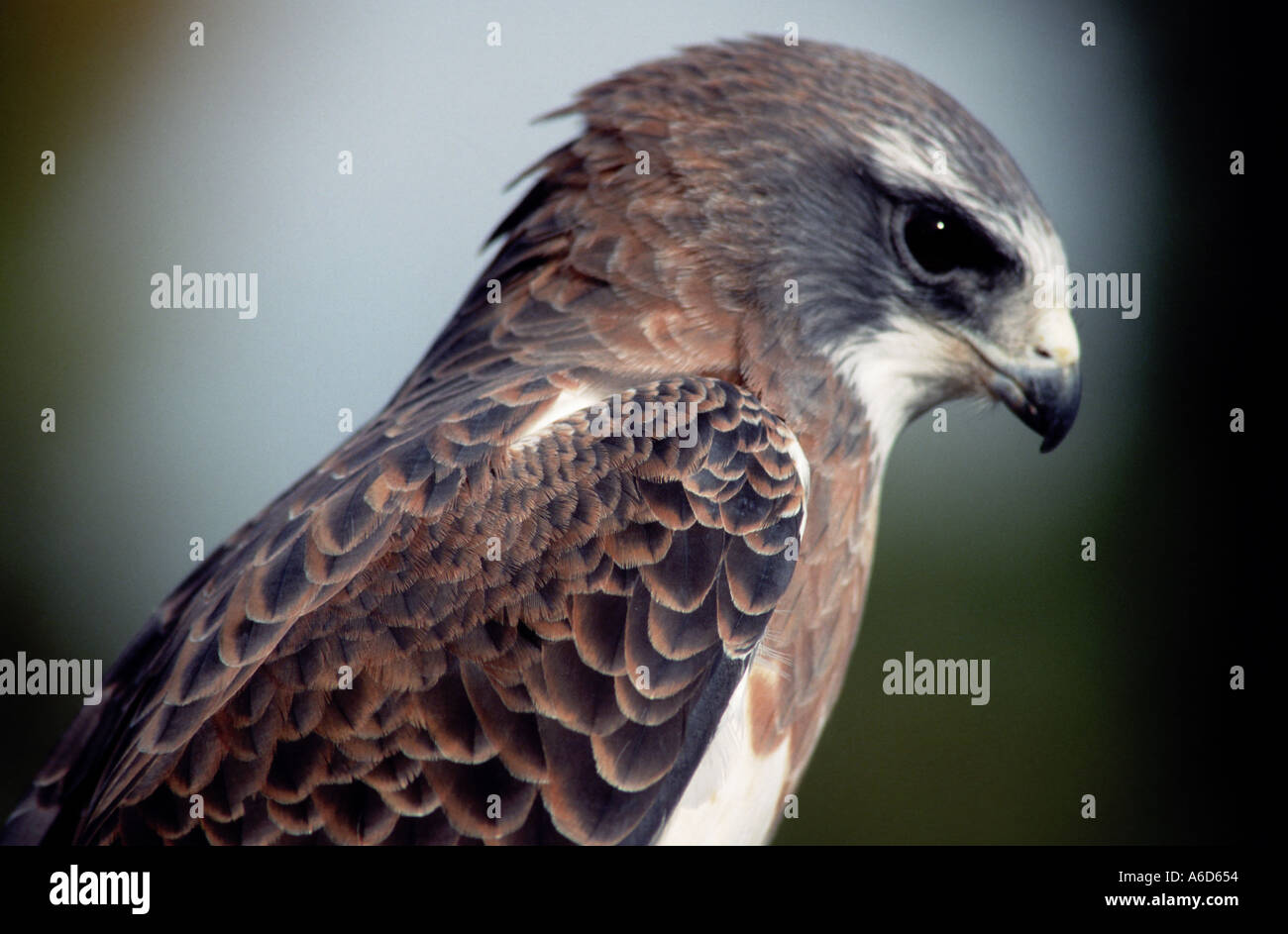 Swainson s Hawk Bueto swainsoni light phase Stock Photo - Alamy