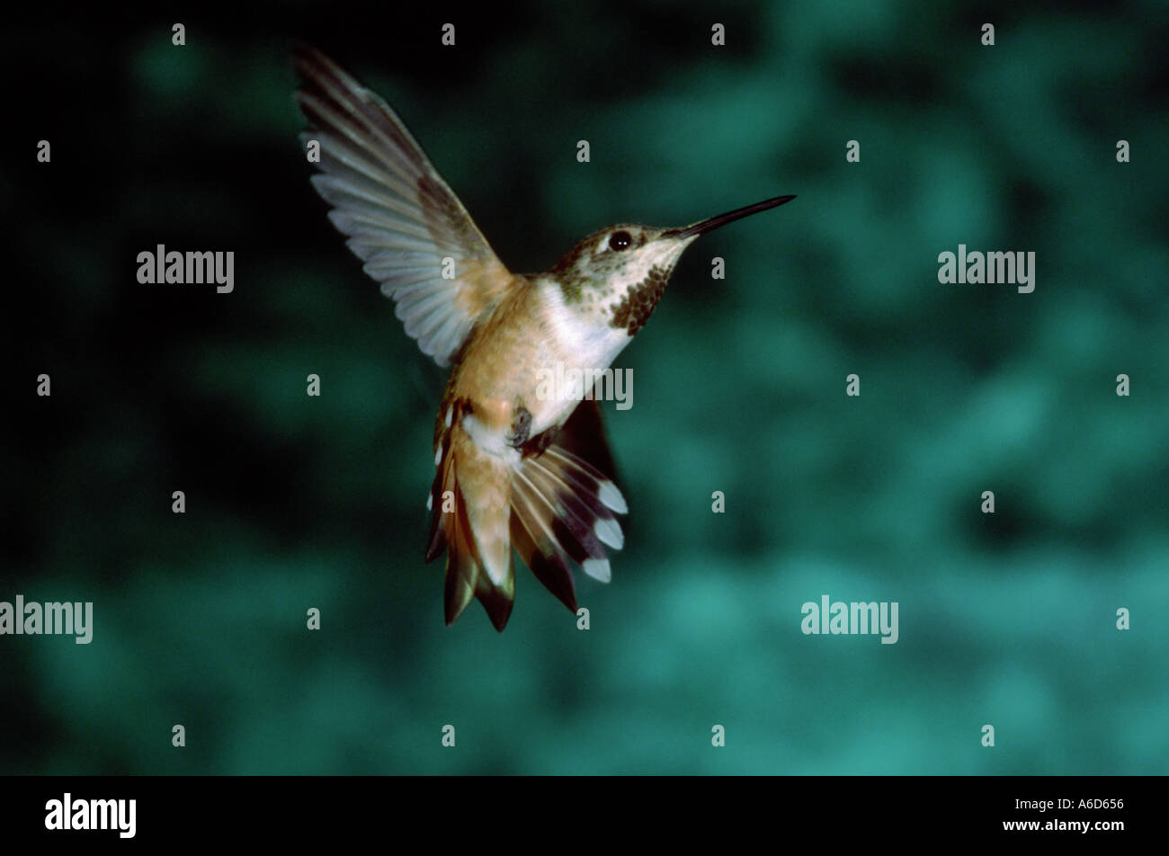 Allen s Hummingbird Selaphorus sasin female Stock Photo - Alamy